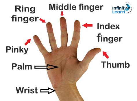 Fingers Name In English And Hindi 5 Fingers Name