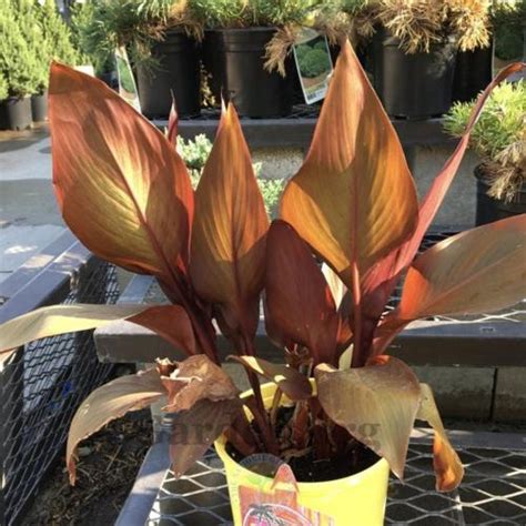Canna Sunscape™ Lava Rock In The Cannas Database