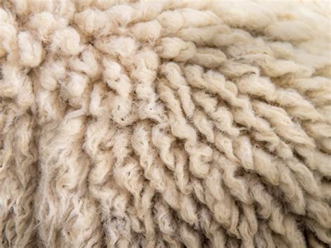 Sheep Wool Texture Stock Photo Image Of Pattern Design
