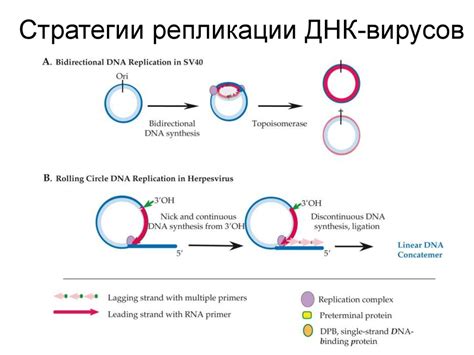 ДНК вирусы презентация онлайн