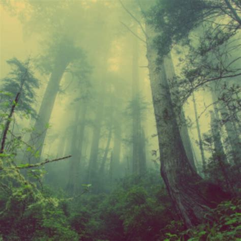 Jinyu Wang China Agricultural University Beijing Cau National Maize Improvement Center Of