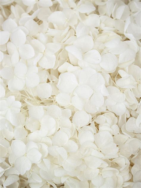 Гортензія стабілізована біла 100 гр купити в Україні за низькою ціною • Dfb Elements
