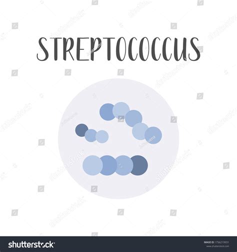 Streptococcus Bacteria Classification Spherical Shapes Bacteria Stock