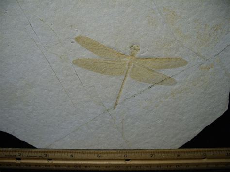 Fossilized Dragonfly In Matrix 021124h The Stones And Bones Collection