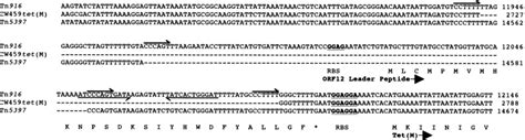Comparative Dna Sequence Analysis Of The Region Just Upstream Of Tetm