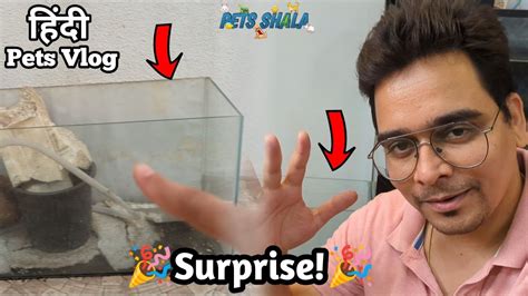Aap Sab Ke Liye Surprise Hai 🎉 Pets Vlog Hindi Petsshala Petsvlog