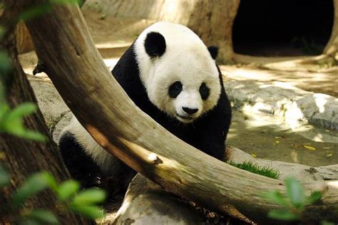 Wildlife Of China Wikipedia