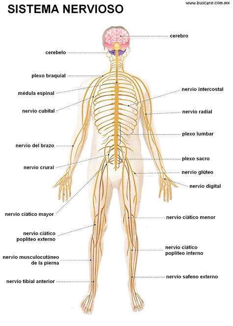 Sistemas Del Cuerpo Humano Sistema Nervioso