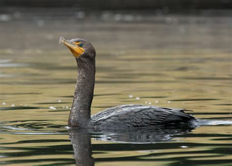 Double Crested Cormorant Size