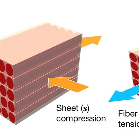 A Schematic Of A Representative Element Of Myocardium Containing