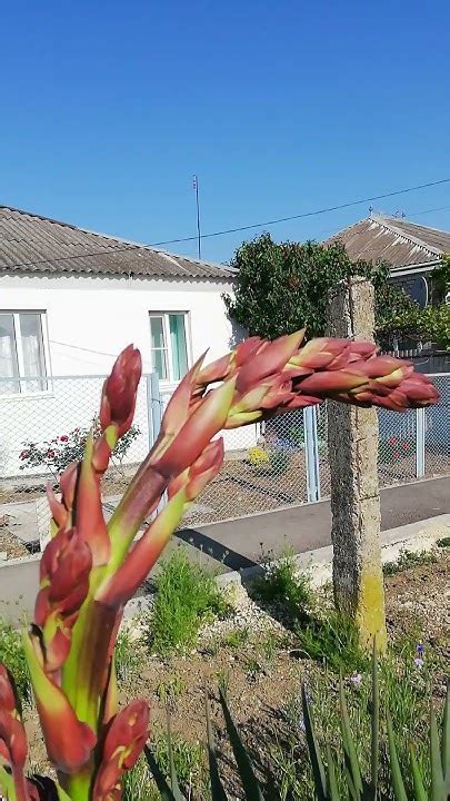 ЦВЕТ ЮККИ 2024 Youtube