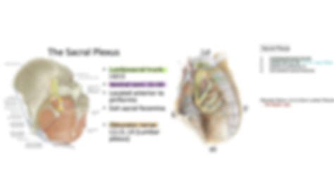 Solution Pelvis Ans Lymph Studypool