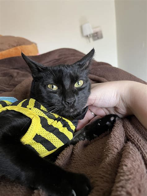 Cute Void With Her New Outfit 🐝 Rblackcats