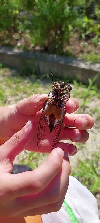 今日の クマゼミ Youtube