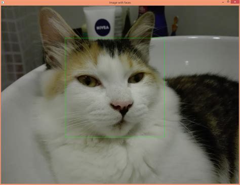 Python Opencv Detect Cat Faces Techtutorialsx
