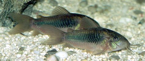 Metall Panzerwels Corydoras Aeneus Herkunft Färbung Zucht