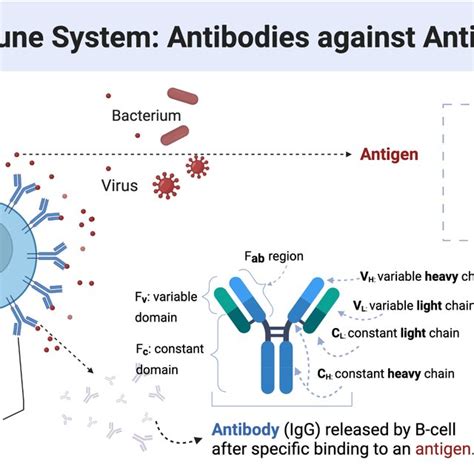B Cell Receptors Recognition Of An Antigen Via Epitope Binding On The Download Scientific