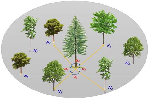 Figure 1 From Optimizing Stand Spatial Structure By Using Neighborhood Based Quantitative