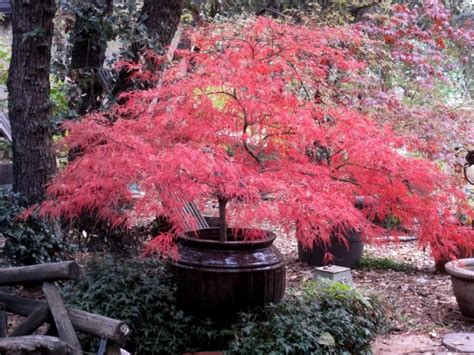 Красный клен в ландшафтном дизайне (49 фото) - фото - картинки и ...
