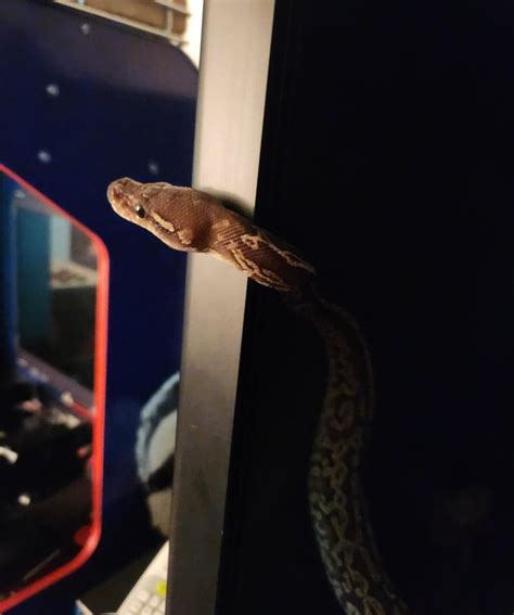 escape attempt during a photoshoot r ballpython