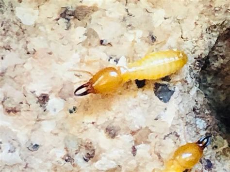 What Do Termites Look Like • Arrest A Pest