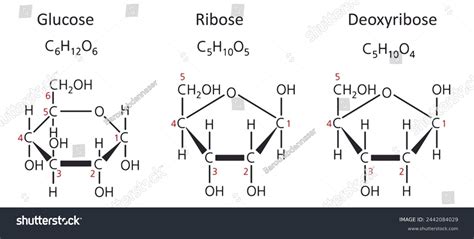 Structural Formulae Somemonosaccharides Stock Illustration 2442084029 Shutterstock
