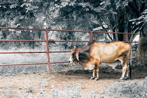 Ox For Agriculture At The Farm In Stock Image Colourbox