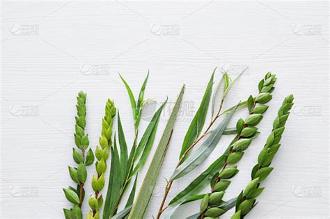 犹太人住棚节。传统符号四种etrog Lulav Hadas Arava