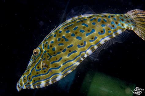 Scrawled Filefish Facts And Photographs Seaunseen