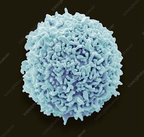 Lymphocyte Sem Stock Image C0384300 Science Photo Library