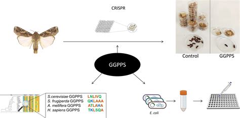 Insect Molecular Biology Vol 33 No 2