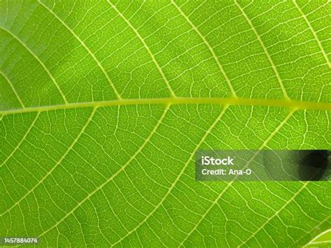 햇빛이 비치는 호두 나무의 녹색 잎의 전망을 닫습니다 녹색은 배경을 남깁니다 잎 질감 배경 질감 녹색 잎 구조 매크로 사진 0명에 대한 스톡 사진 및 기타 이미지 Istock