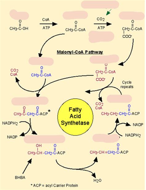 Fatty Acid Synthesis Ii Diagram Quizlet