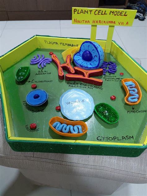 Shrinky Dinks Cell Models Artofit