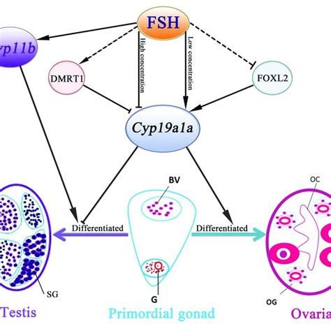 Schematic Representation Of FSH Bioactivity On Sex Differentiation In Download Scientific