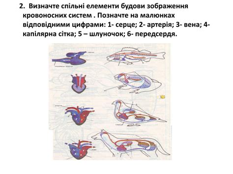 Практична робота 4 Тема Порівняння будоваи кровоносної системи хребетних тварин