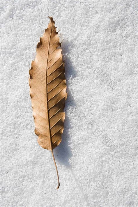 雪地上一片枯黄落叶特写图片 包图网