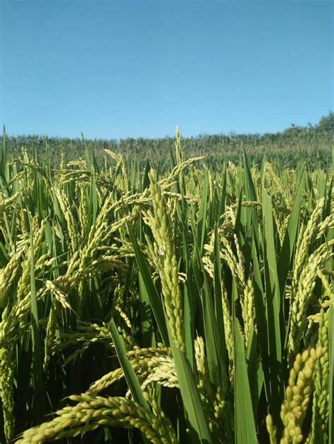 農村老兩口自己蓋房、挖水、種樹、養鴨30年，無人荒山變世外桃源 每日頭條
