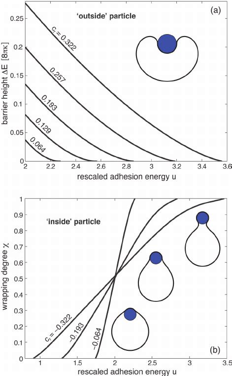 Morphology Diagram Of Stable States Of A Particle Adhering To A Download Scientific Diagram