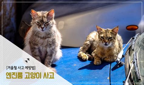 겨울철 차량 엔진룸 속 길고양이 사고 예방법