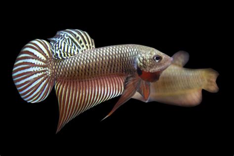 Betta Assorted Betta Plakat Aquarium Fish For Sale Azgardens