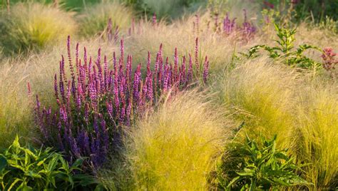 10 Low Maintenance Perennial Grasses That Will Flourish In Your Garden