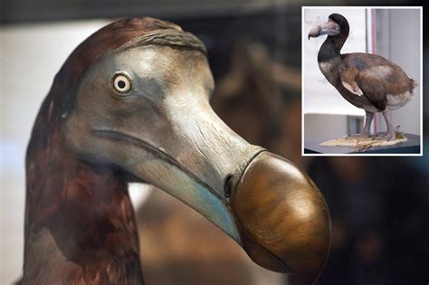Dodo Bird Extinction