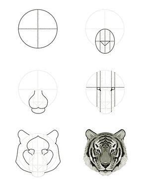 How To Draw A Tiger S Head With Different Angles And Lines On The Face