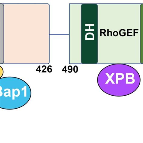 A Schematic Representation Of The Bcr Protein Bcr Consists Of An