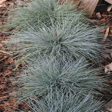 Elijah Blue Fescue Grass Festuca Glauca Wilnos Twig Farm Online