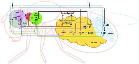 The Scheme Of Interaction Of The Key Components Of The Iis Pathway And