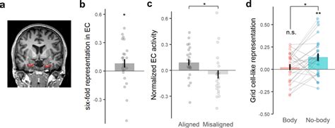 Decrease Of Entorhinal Grid Cell Like Representation In The Body Download Scientific Diagram