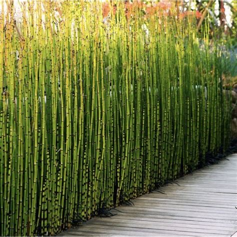 Horsetailequisetum Hyemalewater Plantaquatic Plantwater Feature