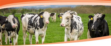 Cattle Fertility Is A Key Driver For The Success Of Both Dairy And Beef